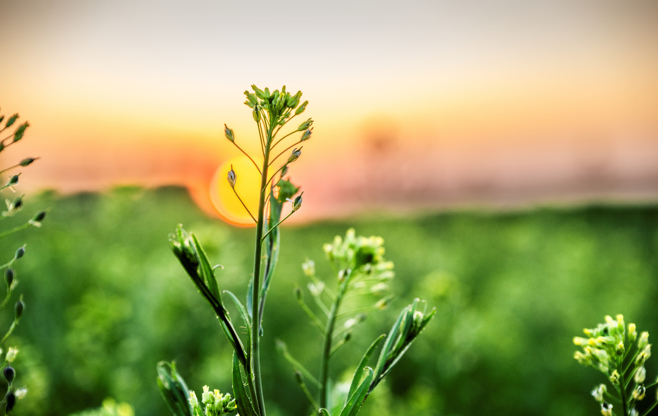 Advancing climate-smart crops: R&D driving on-farm change - Innovation ...