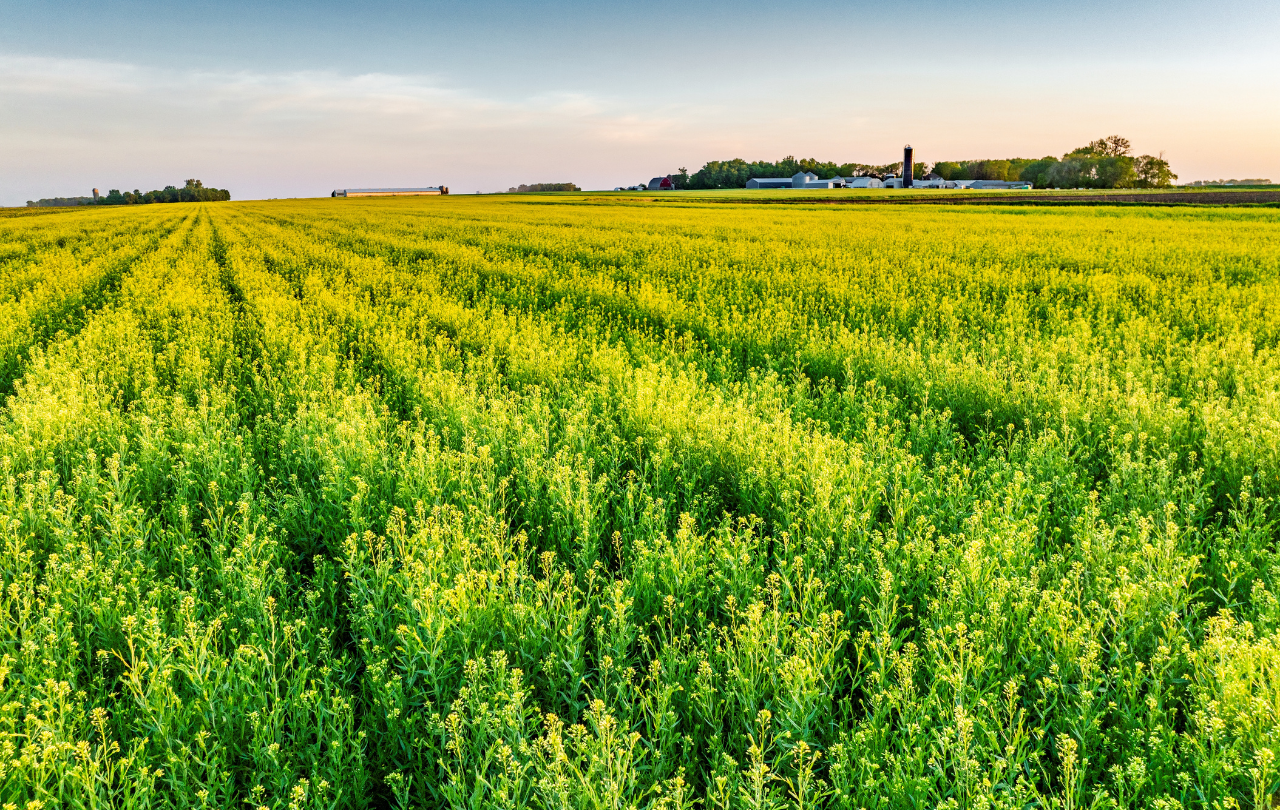 Climate-smart crops: How winter camelina could transform agriculture ...